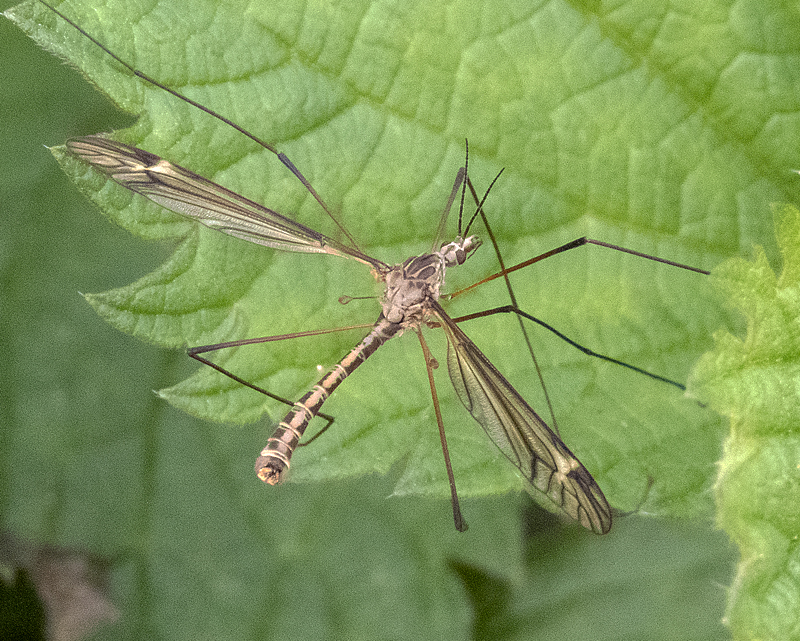 Common Yam | Gedling Conservation Trust, Nottingham