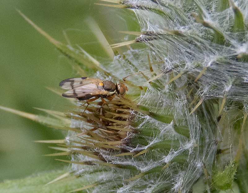 Bull Thistle Gall Fly | Gedling Conservation Trust, Nottingham