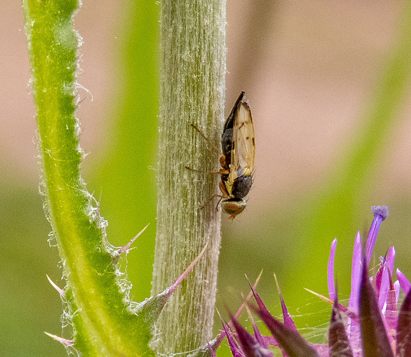 Bull Thistle Gall Fly | Gedling Conservation Trust, Nottingham