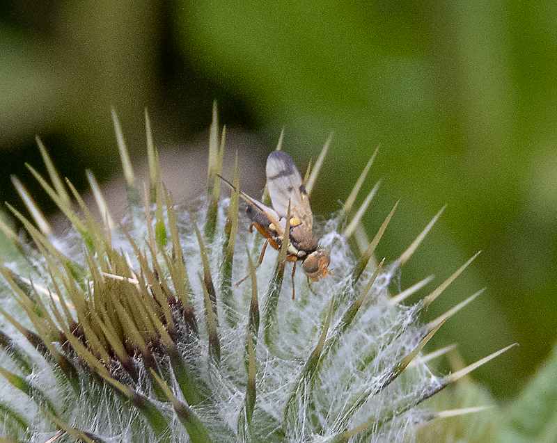 Bull Thistle Gall Fly | Gedling Conservation Trust, Nottingham
