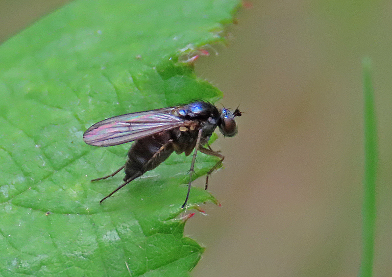 Long-legged Fly | Gedling Conservation Trust, Nottingham