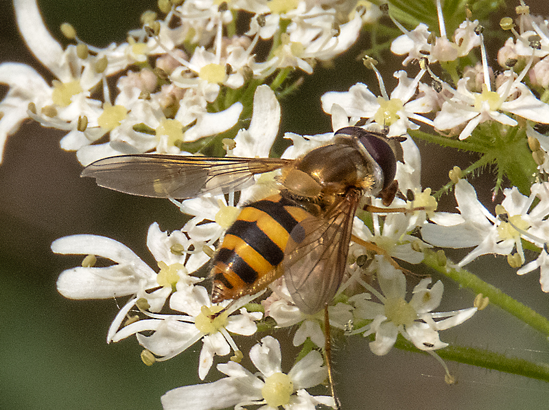 Broad-banded Epistrophe | Gedling Conservation Trust, Nottingham