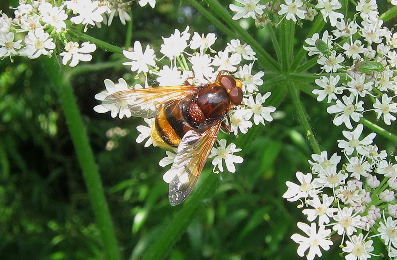 Hornet Hoverfly | Gedling Conservation Trust, Nottingham