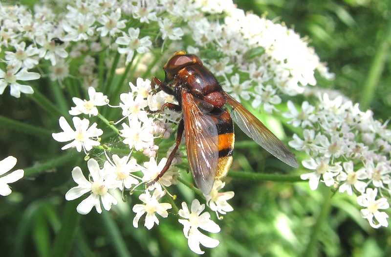 Hornet Hoverfly | Gedling Conservation Trust, Nottingham