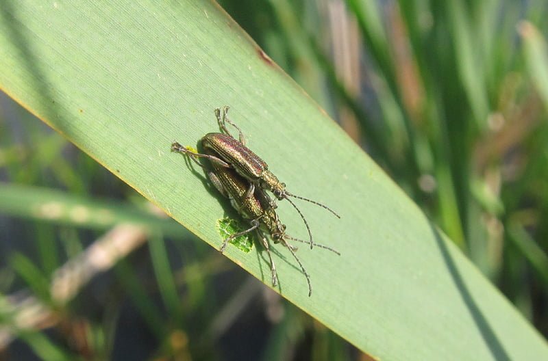Reed Beetle | Gedling Conservation Trust, Nottingham
