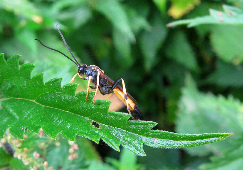 Ichneumon | Gedling Conservation Trust, Nottingham
