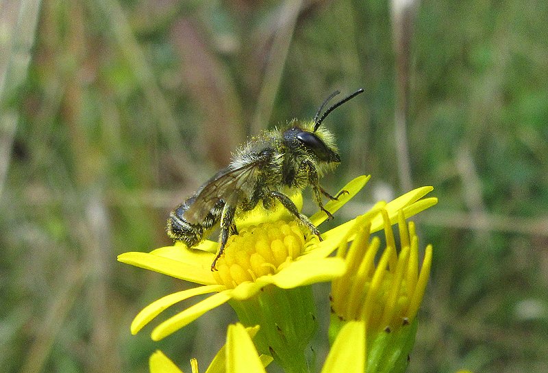 Leaf-cutter Bee | Gedling Conservation Trust, Nottingham