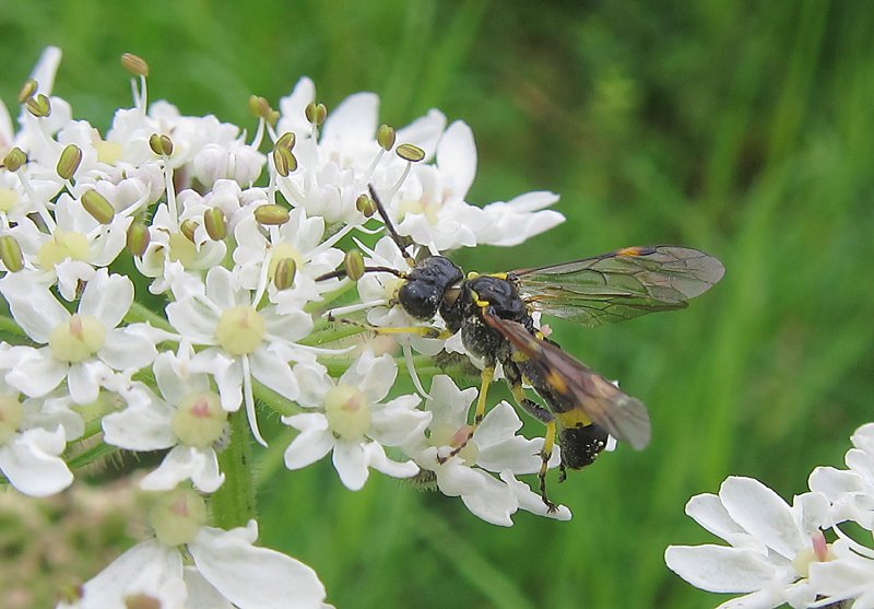 Shiny-headed Wasp-sawfly | Gedling Conservation Trust, Nottingham