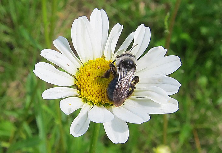 Ashy Mining Bee | Gedling Conservation Trust, Nottingham