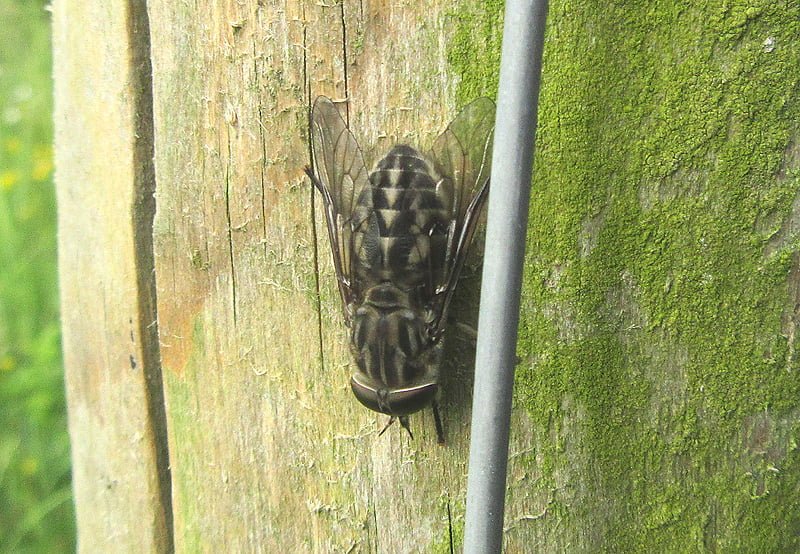 Large Marsh Horsefly | Gedling Conservation Trust, Nottingham