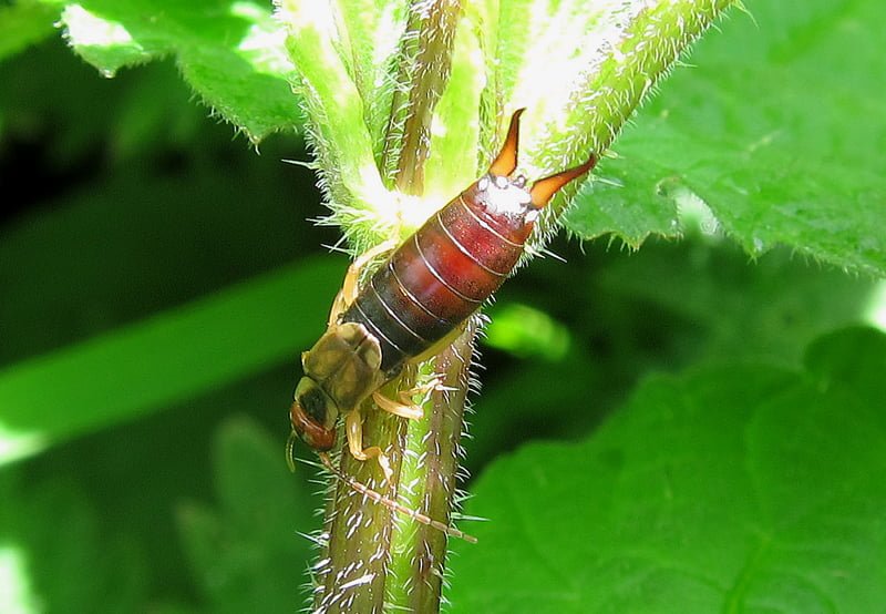 Common Earwig | Gedling Conservation Trust, Nottingham
