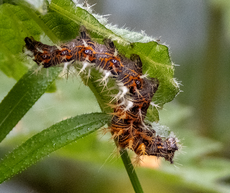 Comma | Gedling Conservation Trust, Nottingham