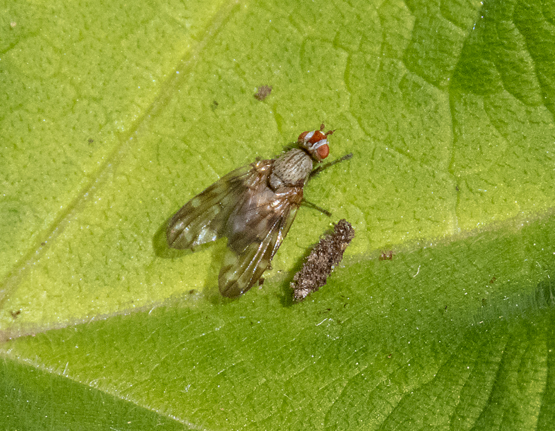 Spot-winged Otites | Gedling Conservation Trust, Nottingham