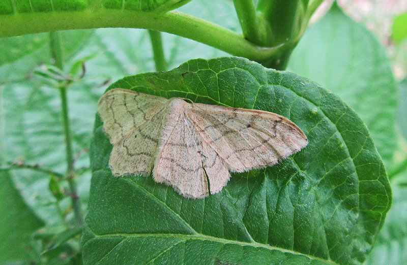 Riband Wave | Gedling Conservation Trust, Nottingham