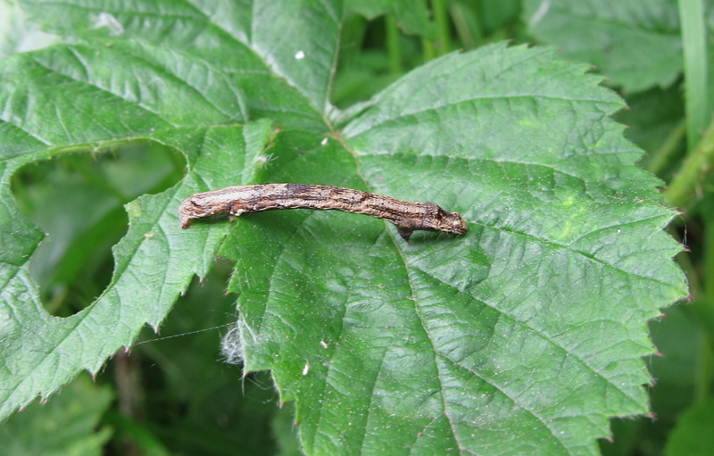 Engrailed | Gedling Conservation Trust, Nottingham