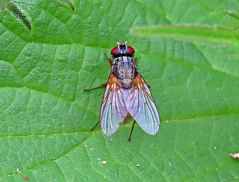 House Fly | Gedling Conservation Trust, Nottingham