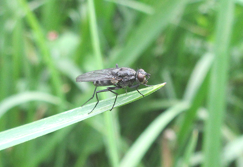 House Fly | Gedling Conservation Trust, Nottingham