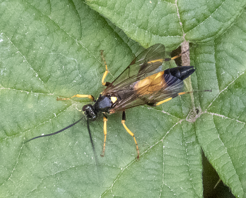 Ichneumon | Gedling Conservation Trust, Nottingham