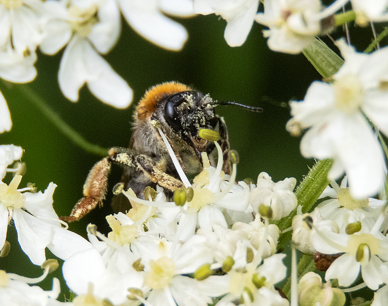 Grey-patched Mining Bee | Gedling Conservation Trust, Nottingham