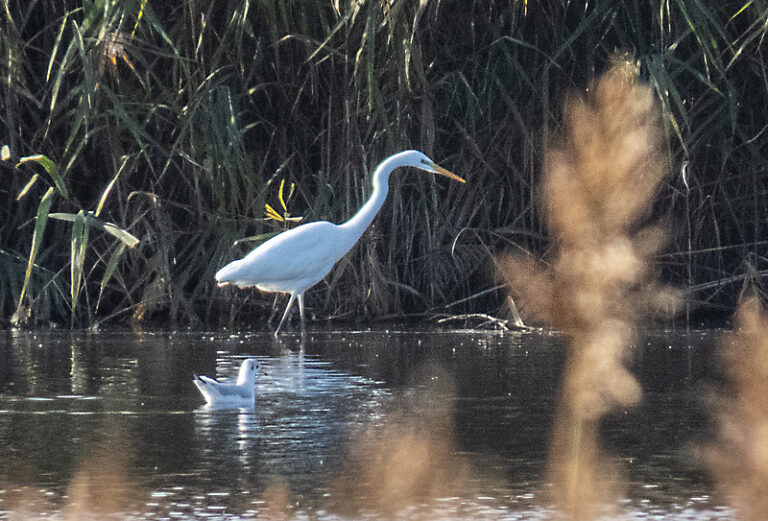 Great White Egret – 17th November | Gedling Conservation Trust, Nottingham