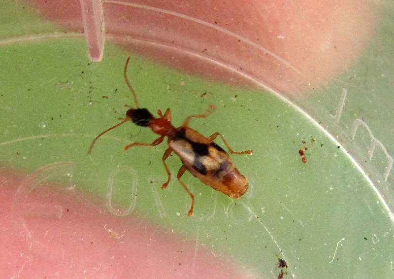 Ground Beetle | Gedling Conservation Trust, Nottingham