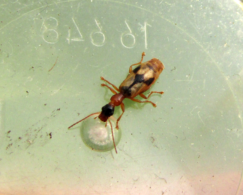 Ground Beetle | Gedling Conservation Trust, Nottingham