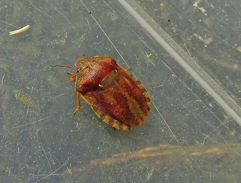 Tortoise Shieldbug | Gedling Conservation Trust, Nottingham