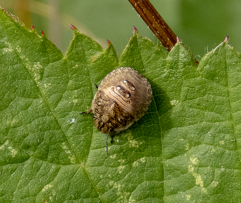Tortoise Shieldbug | Gedling Conservation Trust, Nottingham