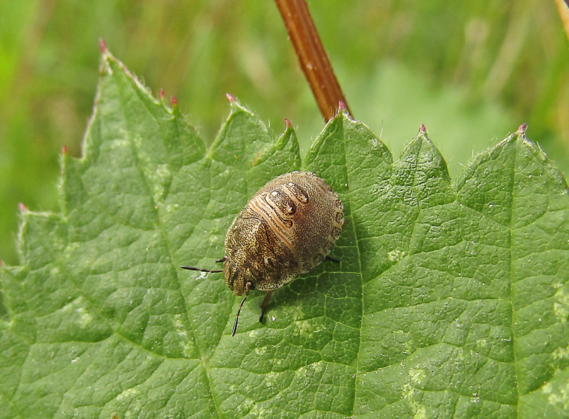 Tortoise Shieldbug | Gedling Conservation Trust, Nottingham