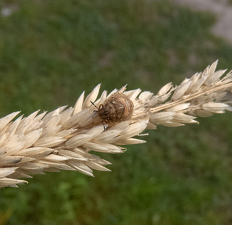 Tortoise Shieldbug | Gedling Conservation Trust, Nottingham