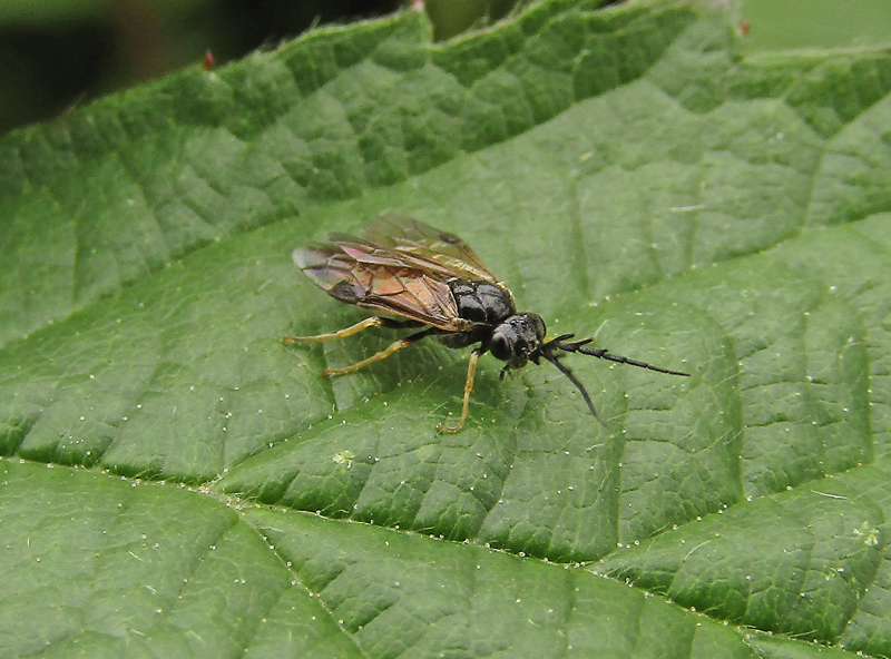 Bristly Rose Sawfly | Gedling Conservation Trust, Nottingham