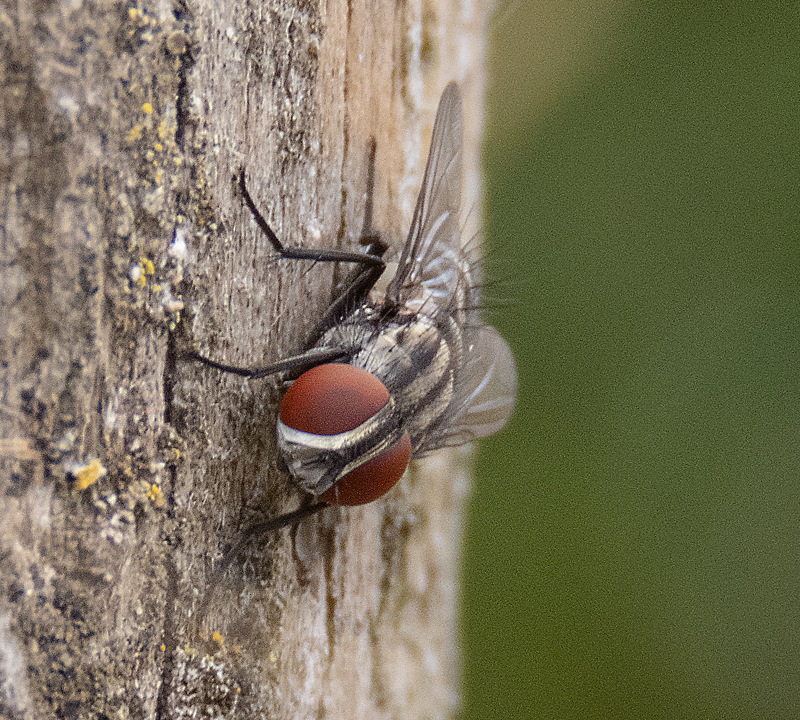 Mason Wasp Satellite Fly | Gedling Conservation Trust, Nottingham