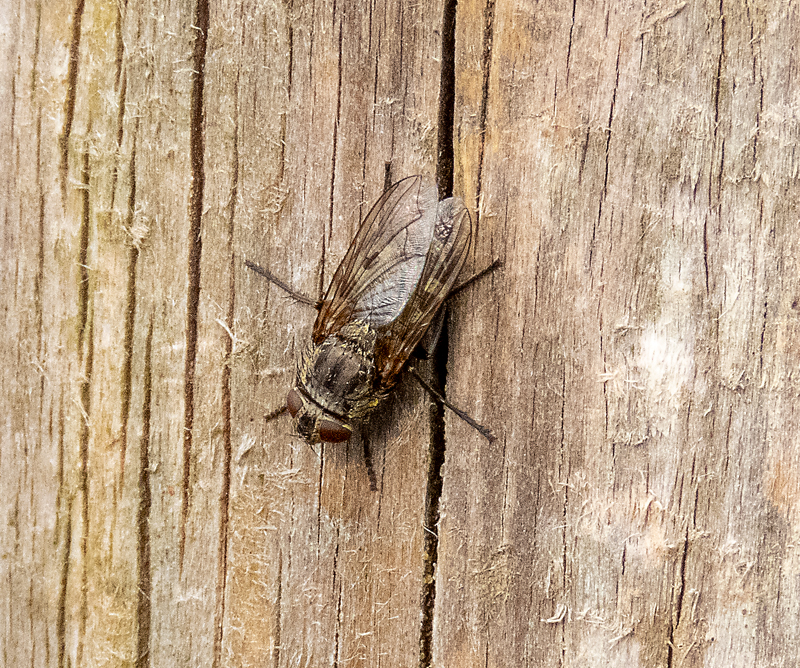 Mason Wasp Satellite Fly | Gedling Conservation Trust, Nottingham