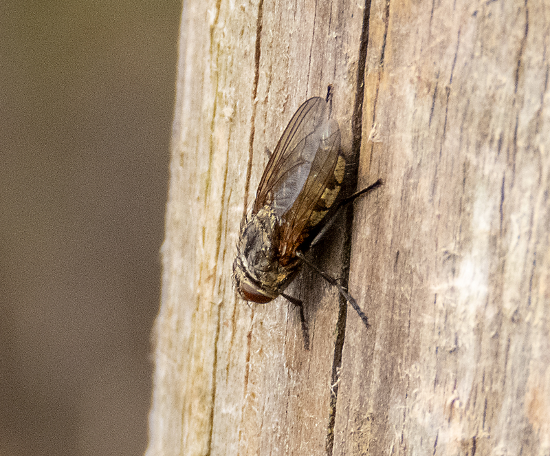 Mason Wasp Satellite Fly | Gedling Conservation Trust, Nottingham