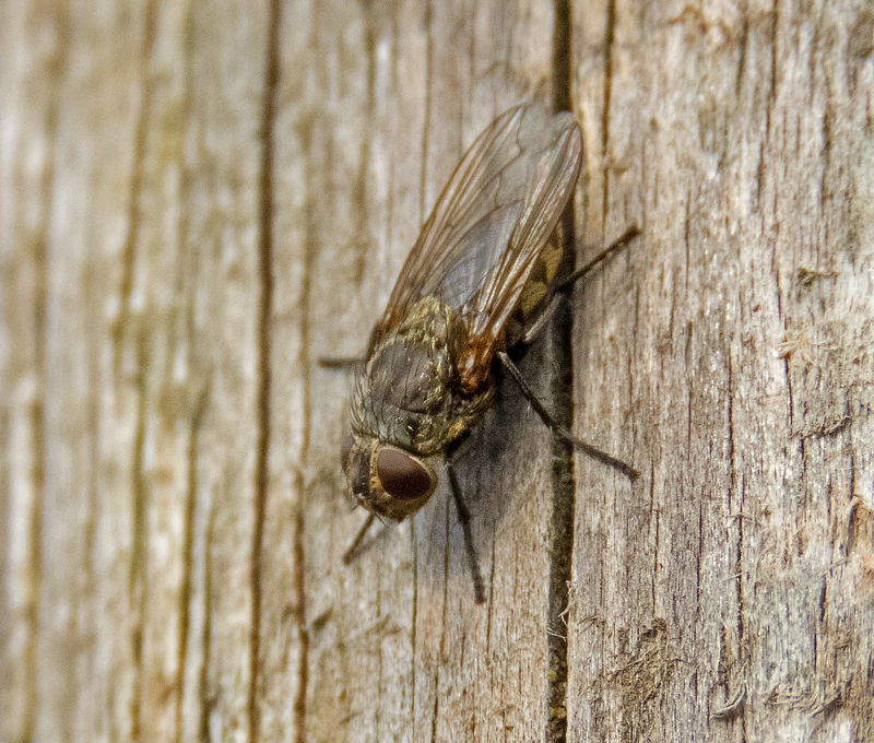 Mason Wasp Satellite Fly | Gedling Conservation Trust, Nottingham