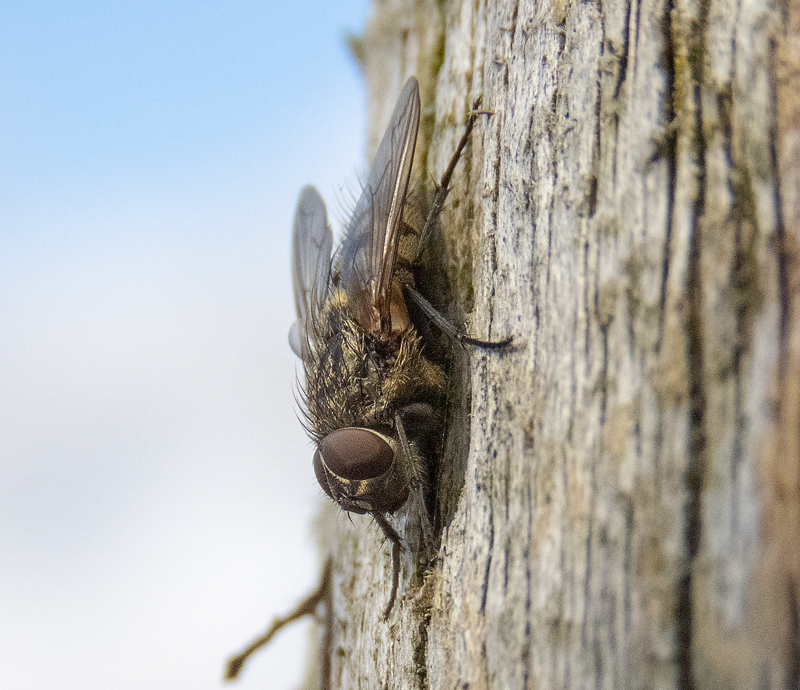 Mason Wasp Satellite Fly | Gedling Conservation Trust, Nottingham