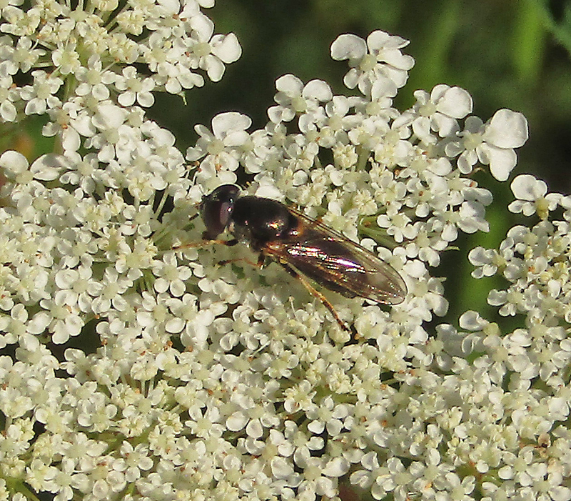 Truffle Blacklet | Gedling Conservation Trust, Nottingham