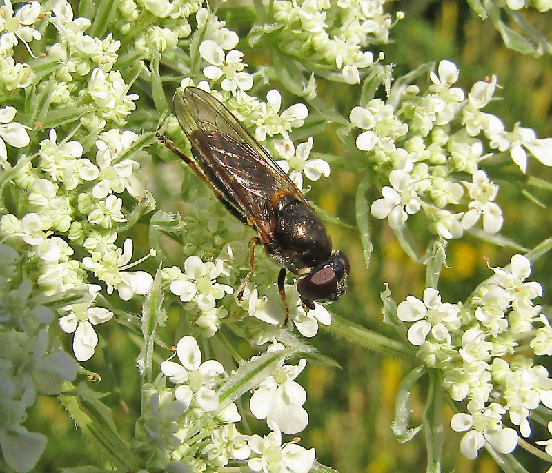 Truffle Blacklet | Gedling Conservation Trust, Nottingham